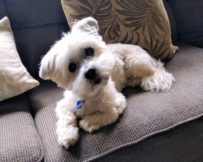 Gus | America's Favorite Pet