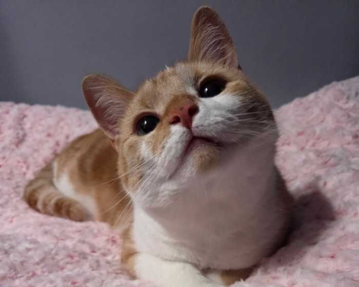 America's Favorite Pet