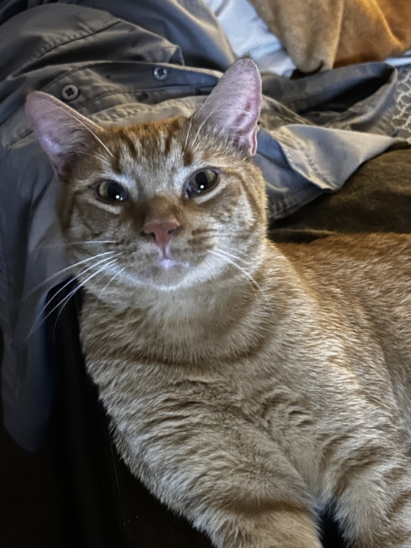 Garfy | America's Favorite Pet