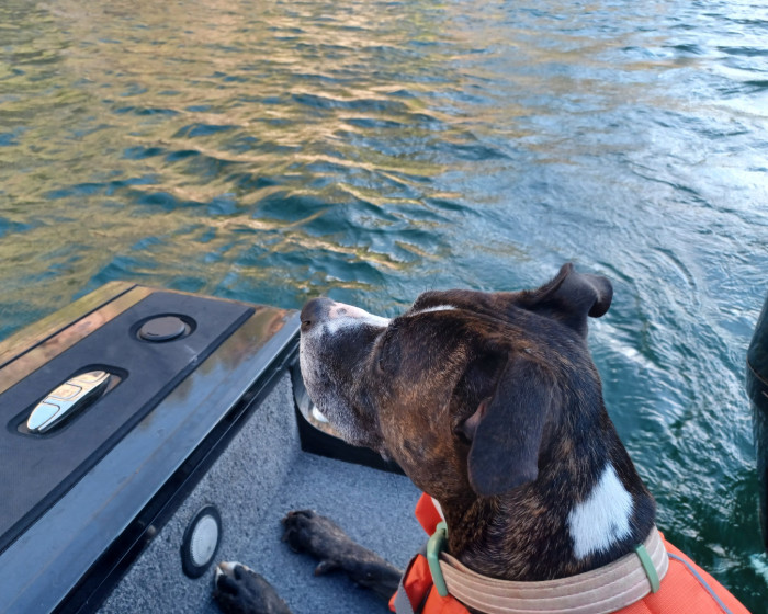 Molly Mae | America's Favorite Pet