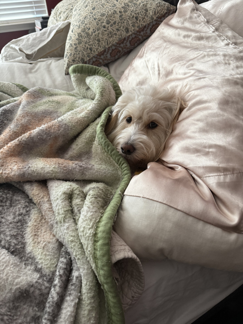 Molly-Boo | America's Favorite Pet