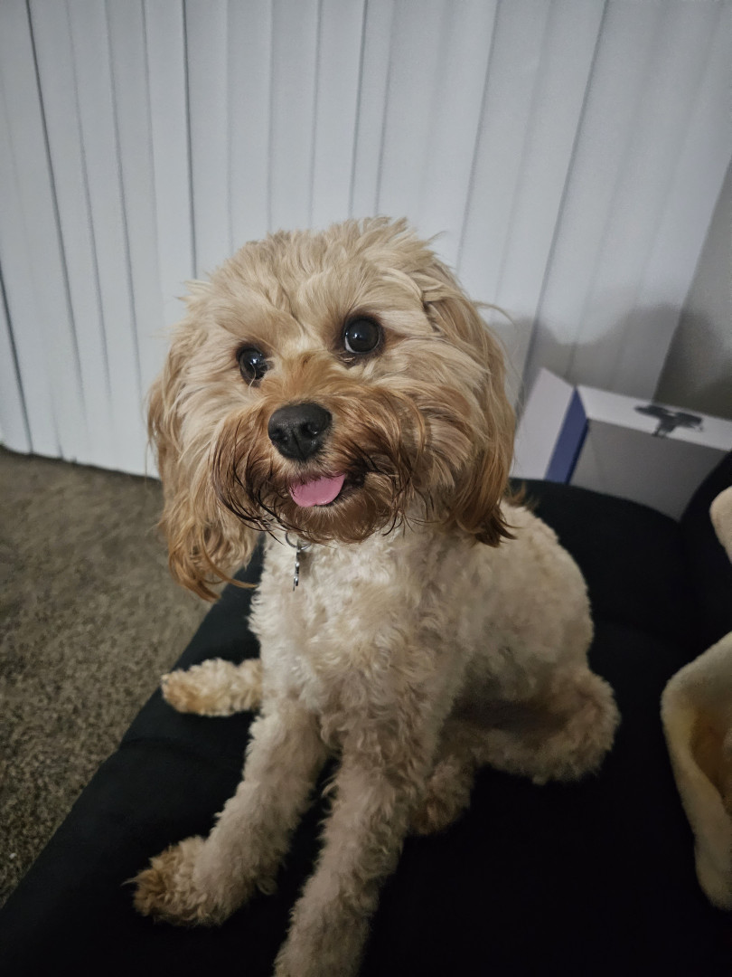 Ellie | America's Favorite Pet