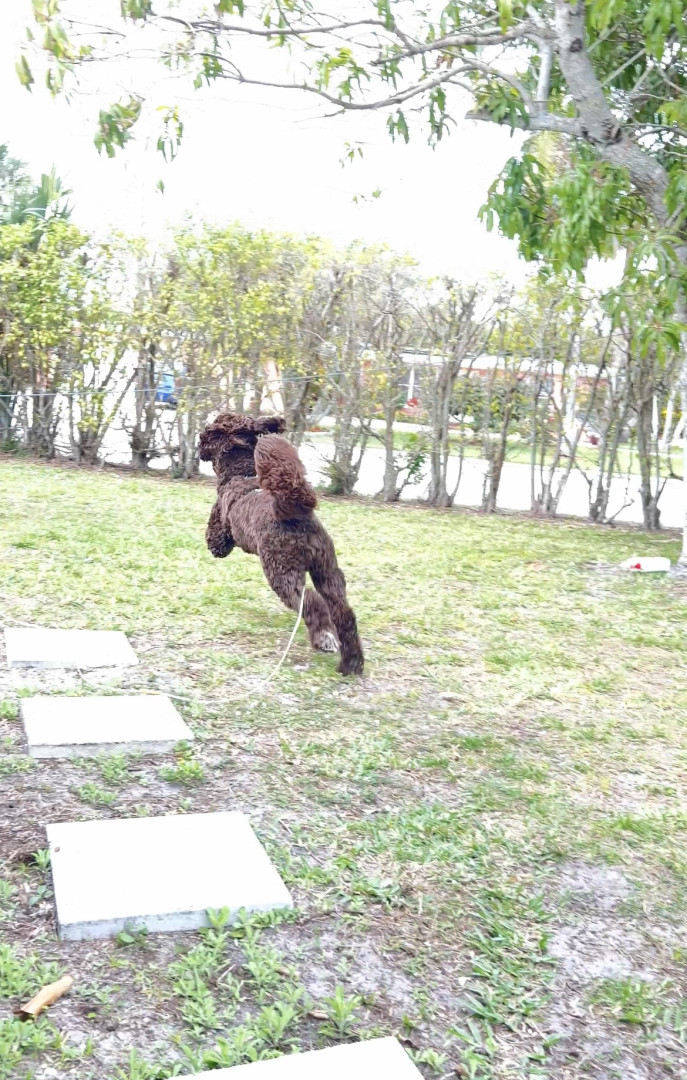 Coconut Venti | America's Favorite Pet