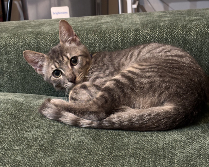 America's Favorite Pet