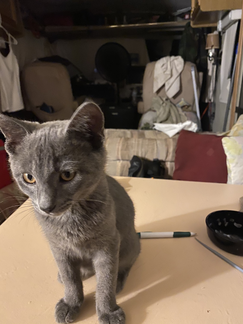 Christal | America's Favorite Pet