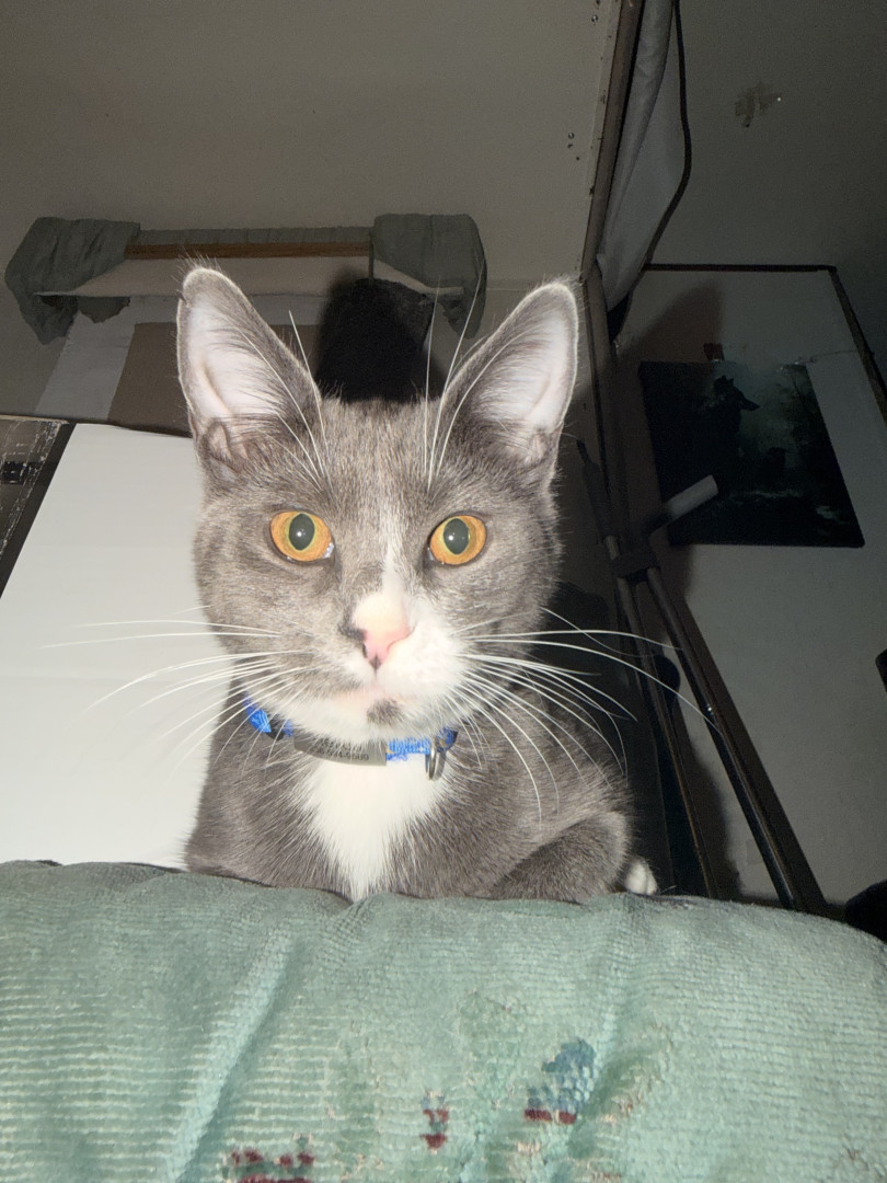 Helios | America's Favorite Pet