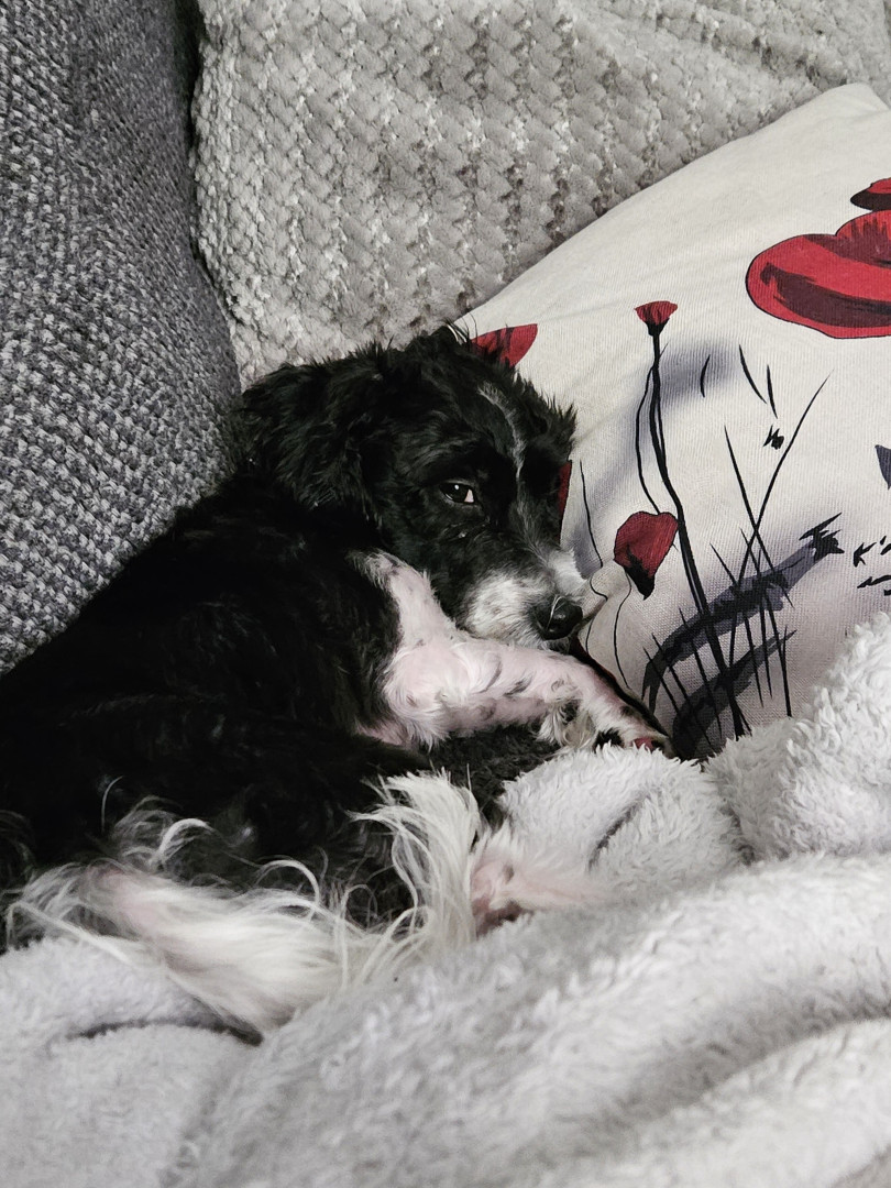 Sadie | America's Favorite Pet