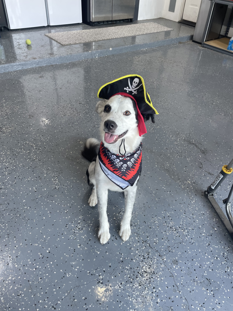 Captain | America's Favorite Pet