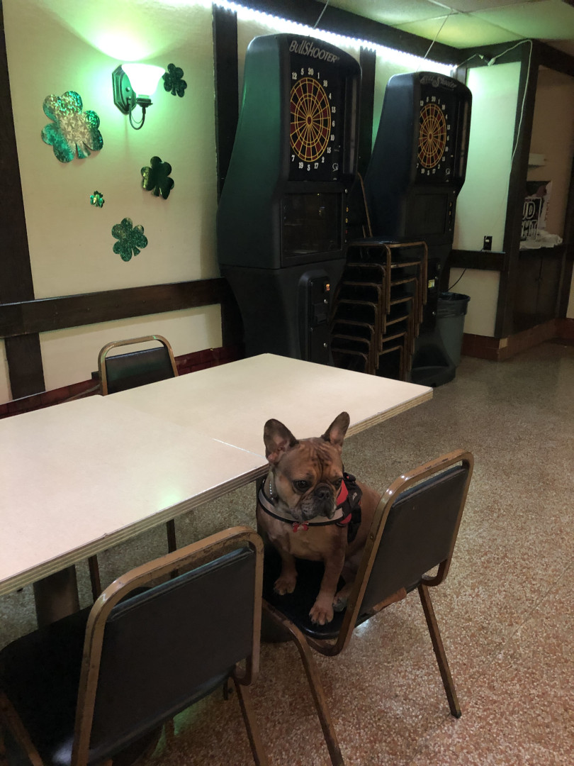 Guido | America's Favorite Pet