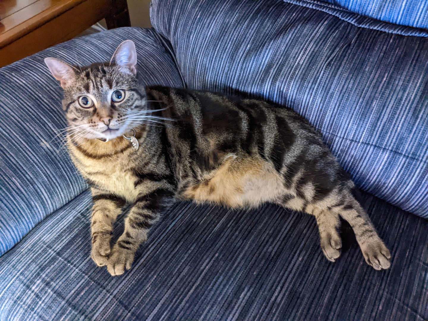 Sable | America's Favorite Pet