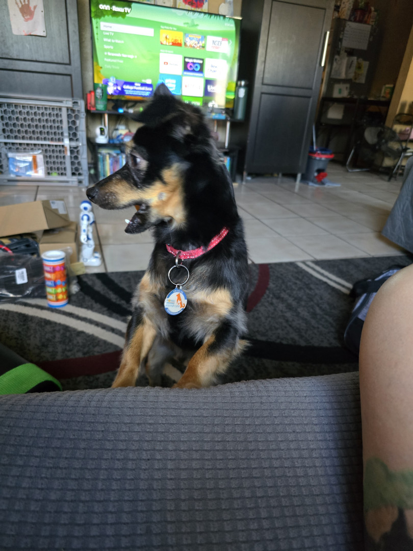 Snickers | America's Favorite Pet