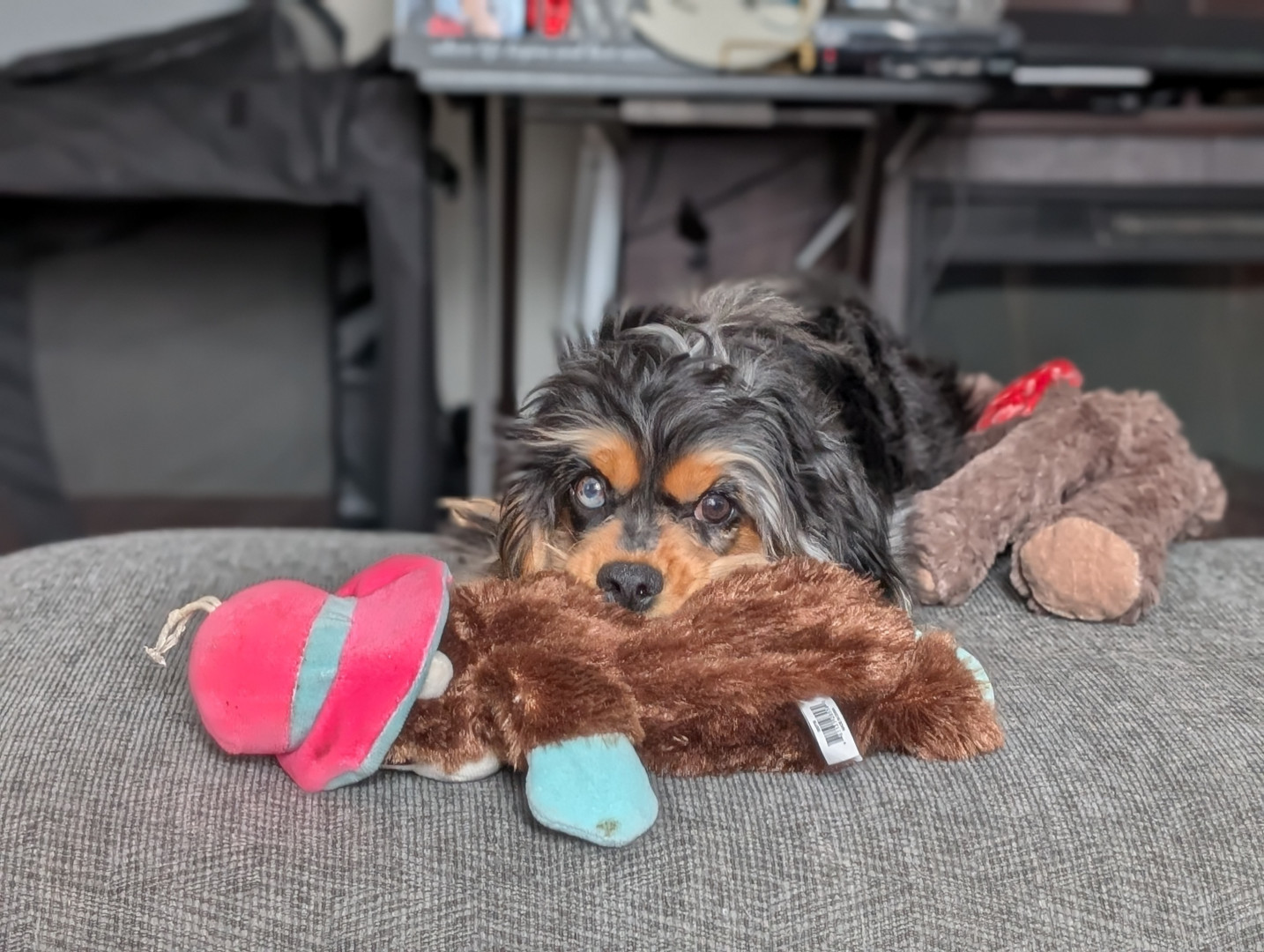 Poppy | America's Favorite Pet