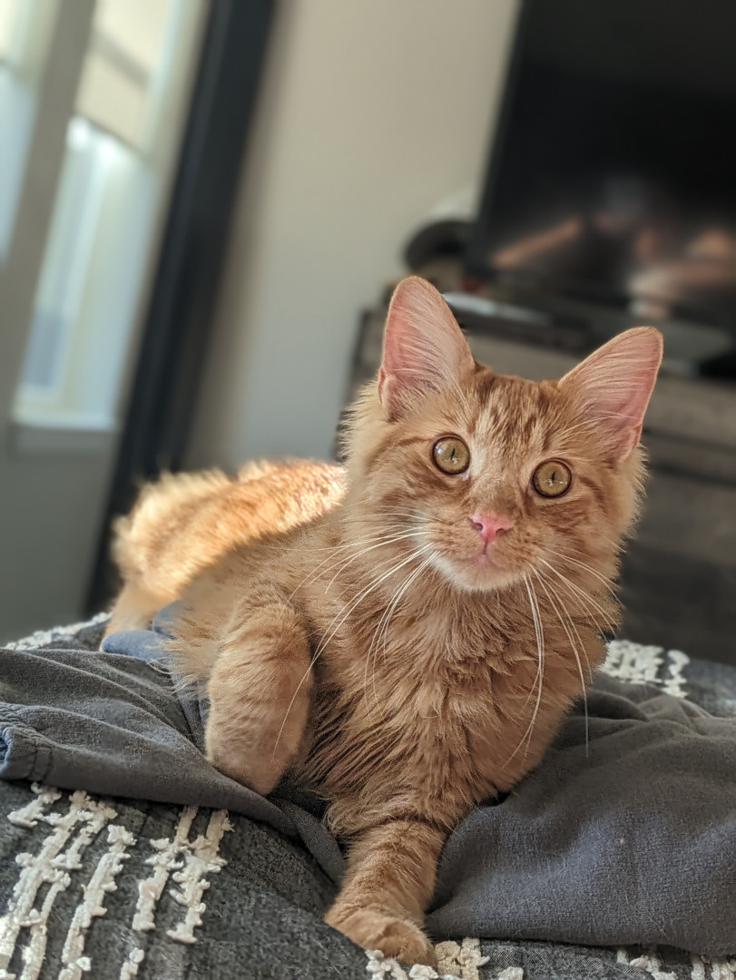 haley westgate | America's Favorite Pet