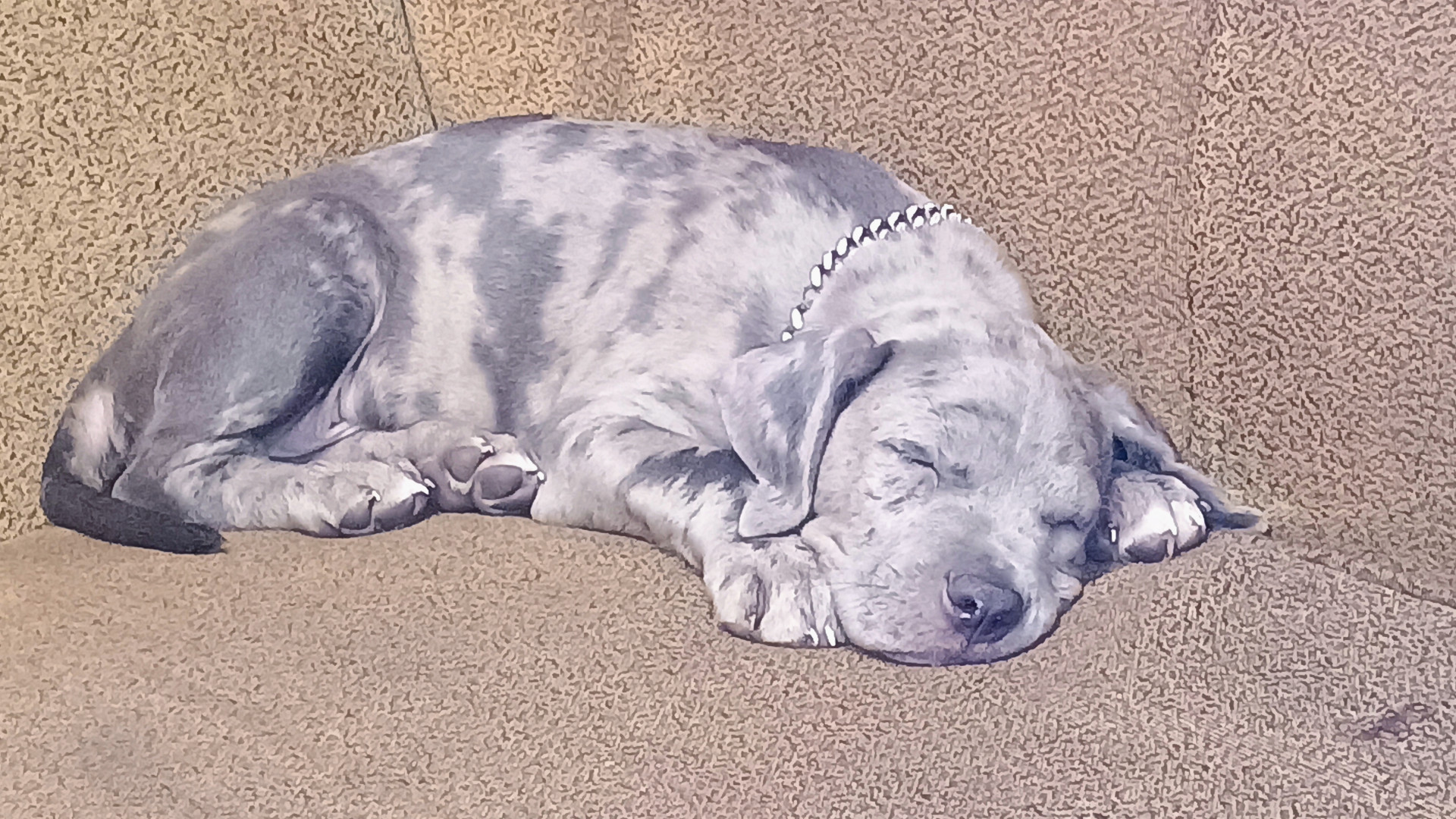 Atlus | America's Favorite Pet