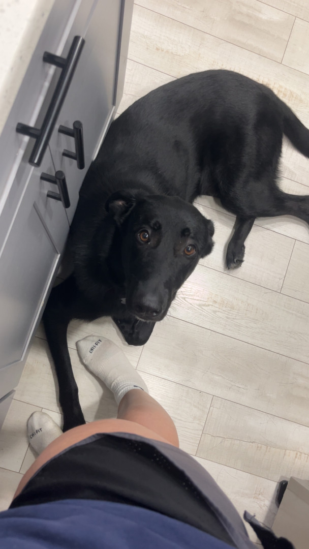 Zeus | America's Favorite Pet
