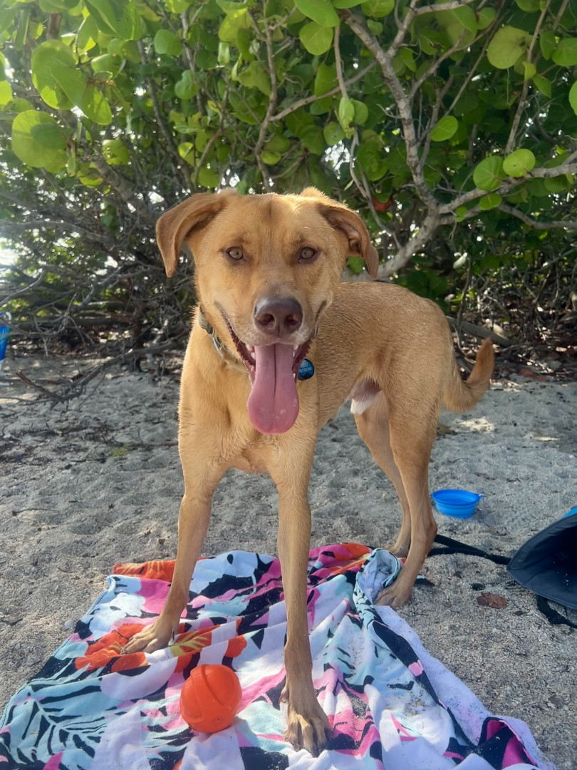Willy | America's Favorite Pet