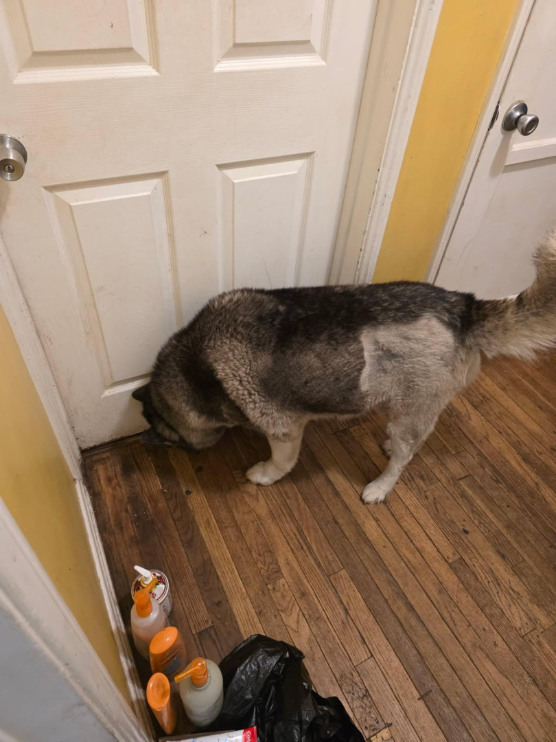 Blue | America's Favorite Pet