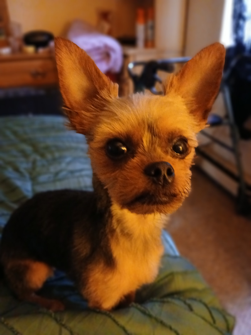 Callie | America's Favorite Pet