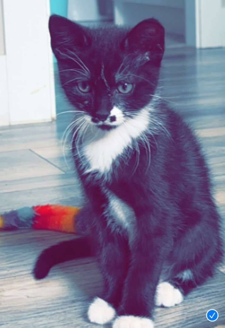 Tupac | America's Favorite Pet