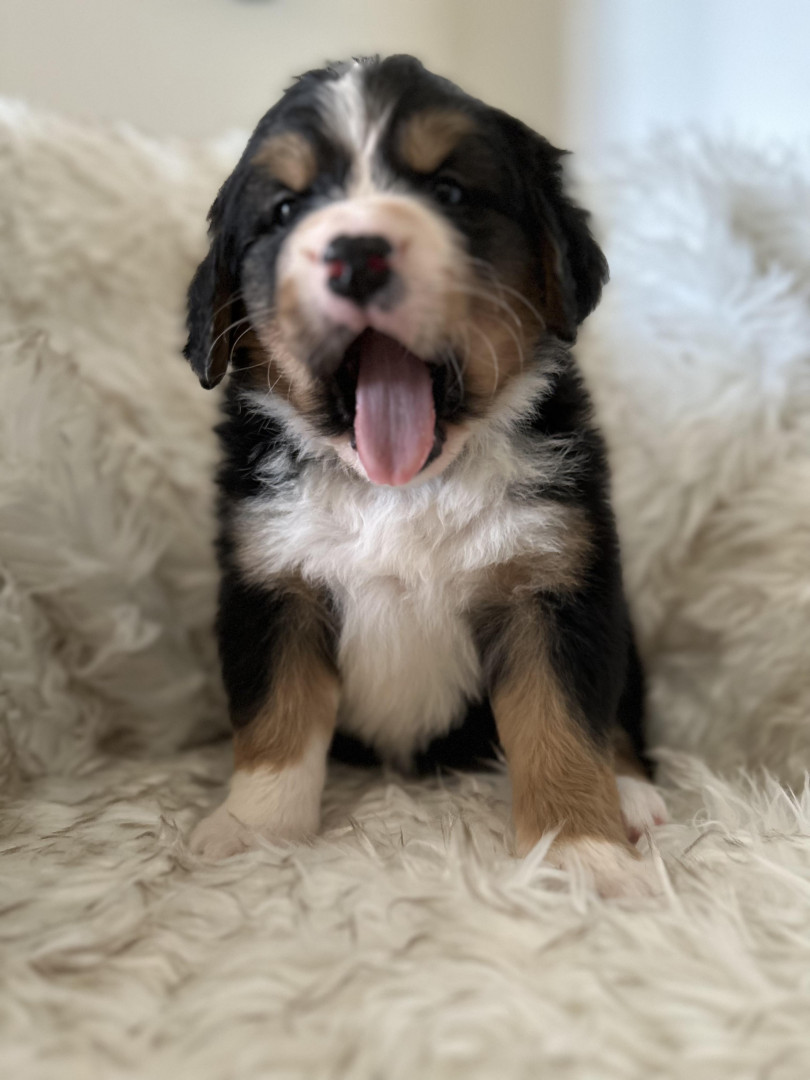 Gabi | America's Favorite Pet