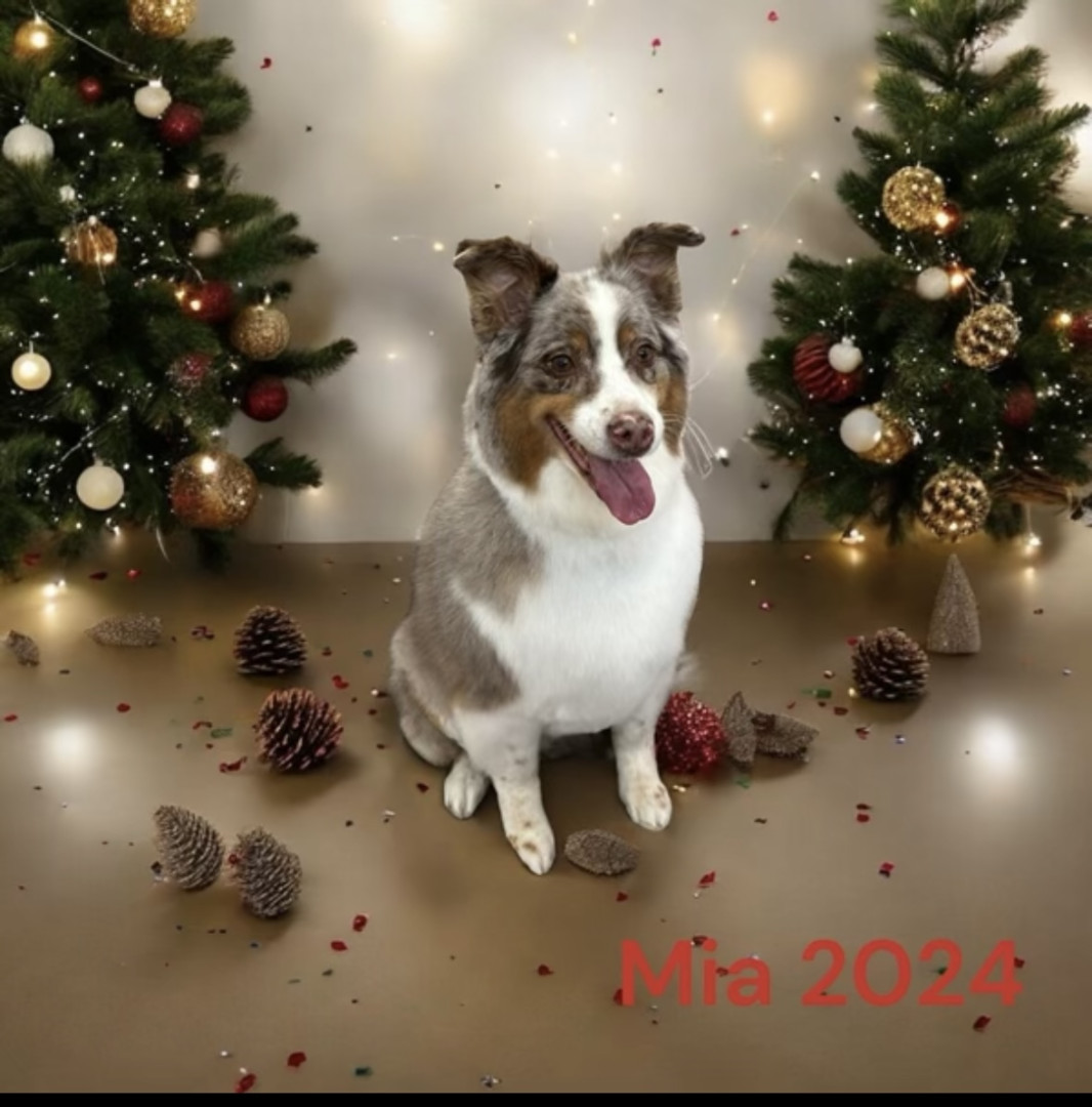 Gypsy | America's Favorite Pet