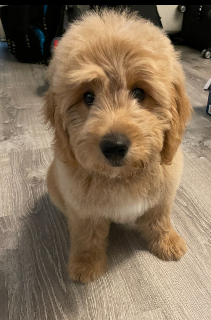 Murphy | America's Favorite Pet