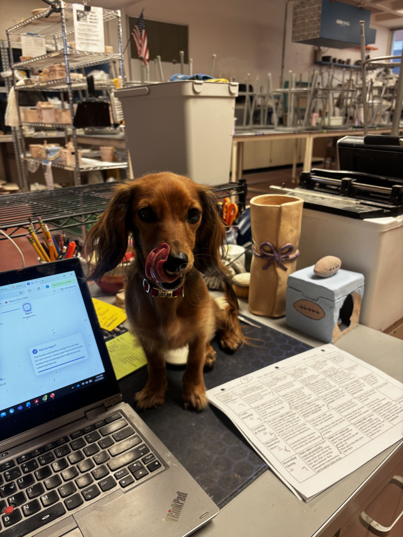 Bean | America's Favorite Pet