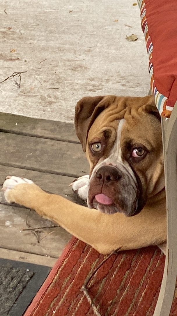 Ozzy | America's Favorite Pet