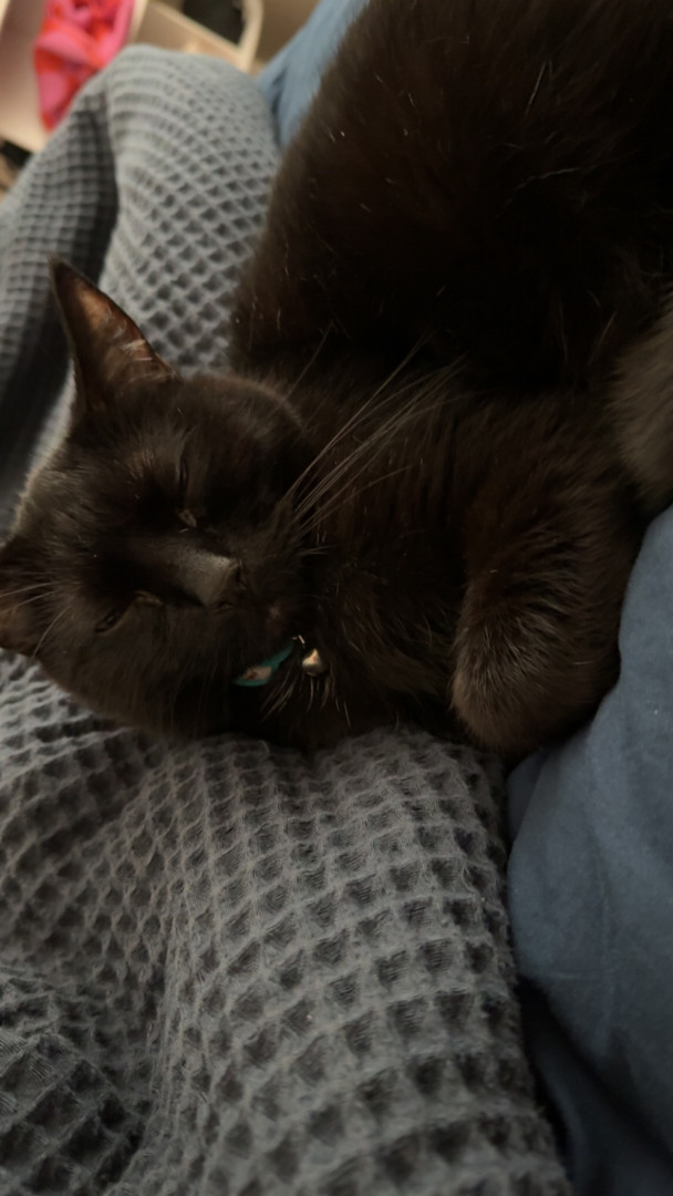 Max | America's Favorite Pet