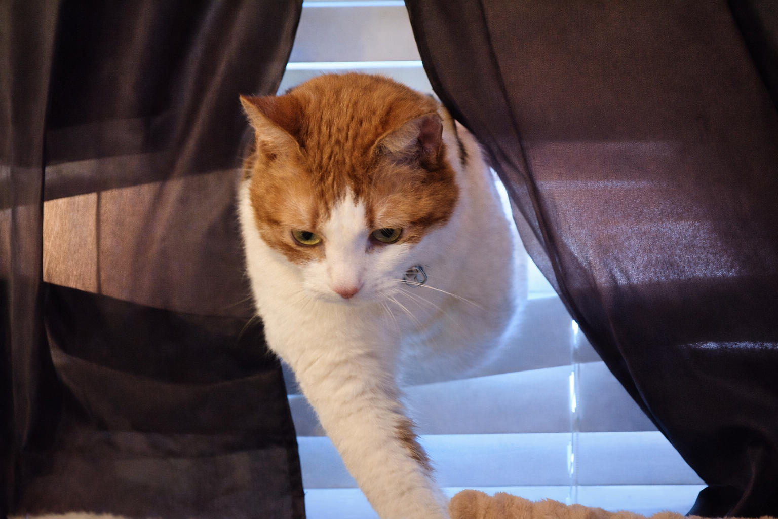 Sir Dash the Cat | America's Favorite Pet