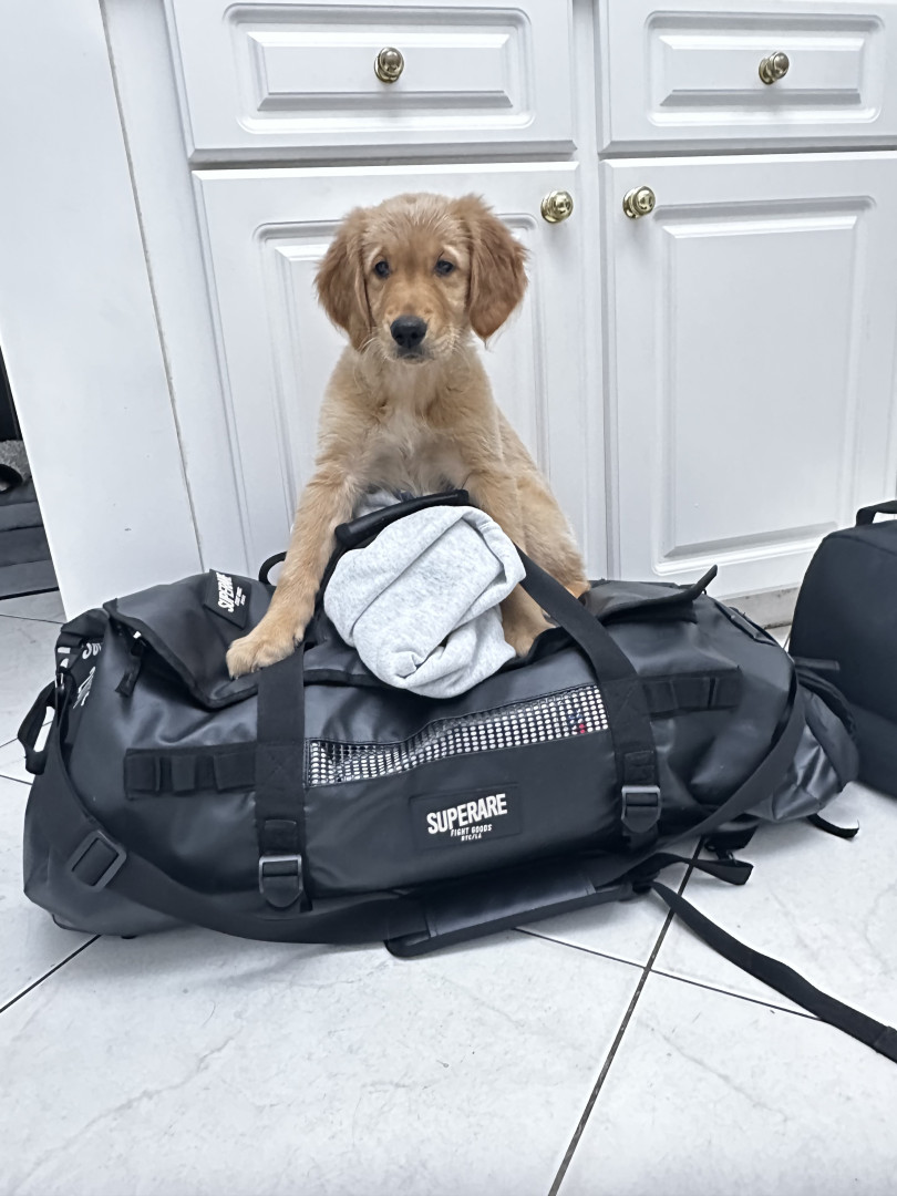 Boo | America's Favorite Pet