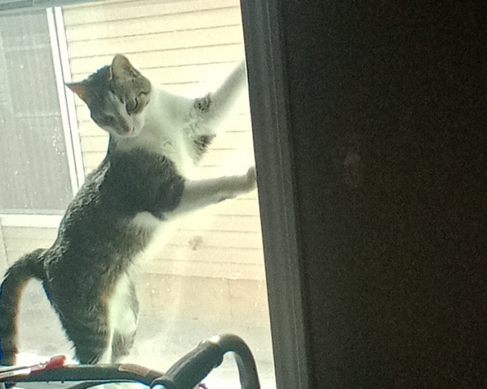 Gizmo | America's Favorite Pet