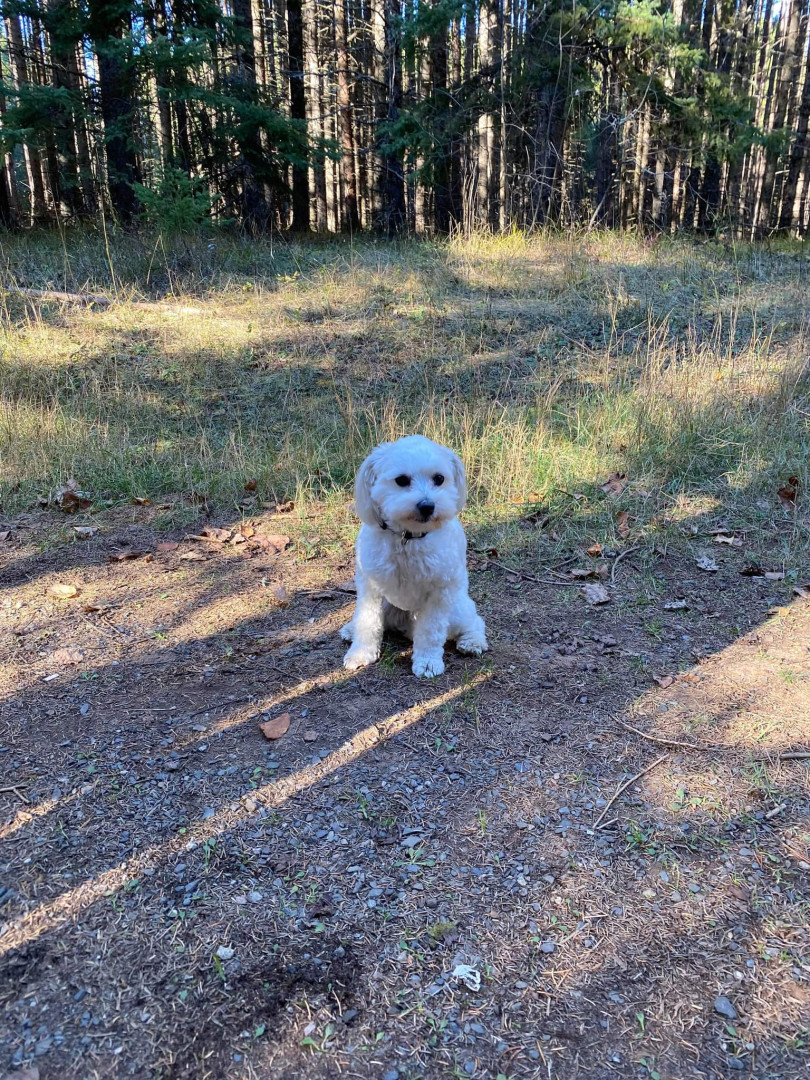 FINN | America's Favorite Pet