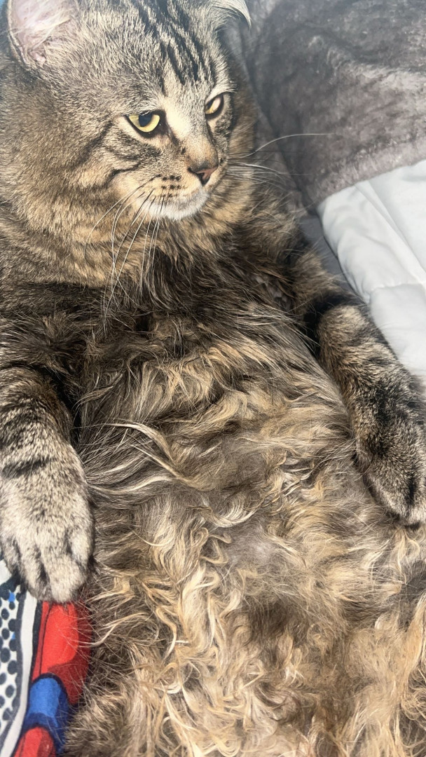 Pablo | America's Favorite Pet