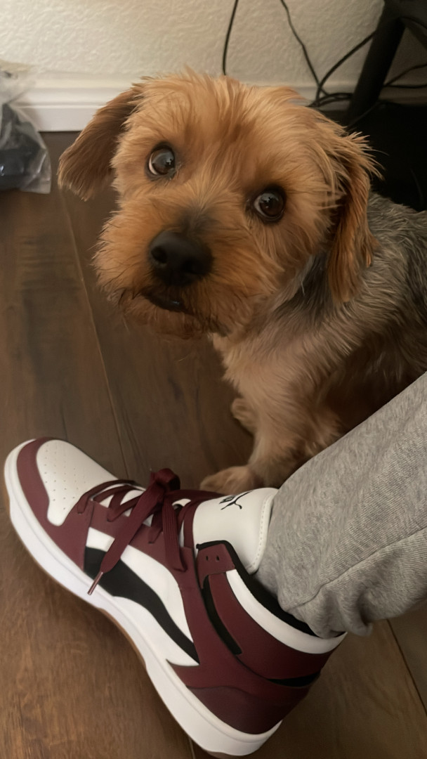 Gizmo | America's Favorite Pet