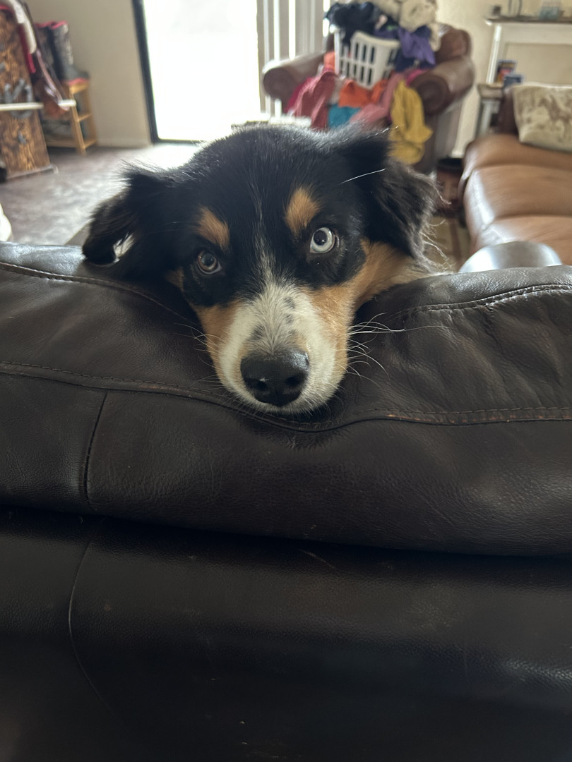 Remington | America's Favorite Pet