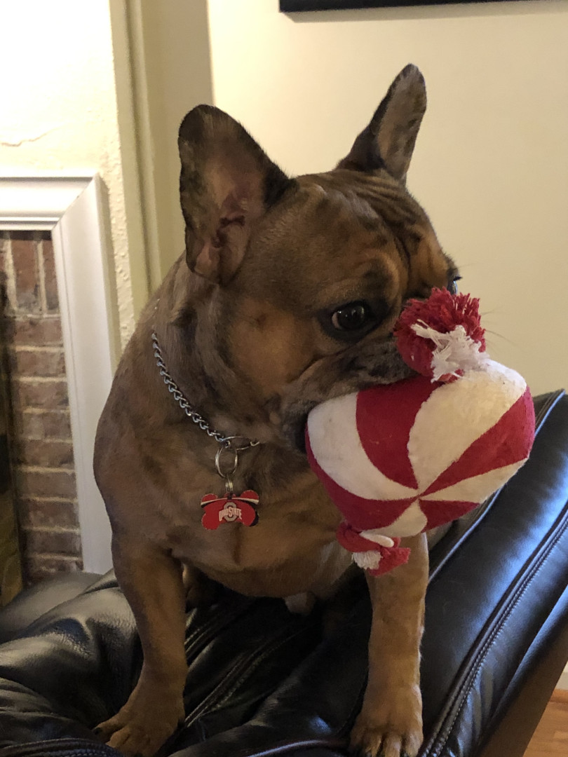 Guido | America's Favorite Pet