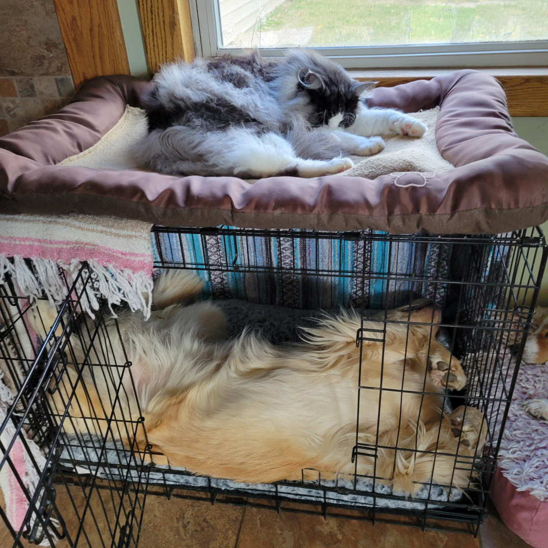 Gabriel | America's Favorite Pet