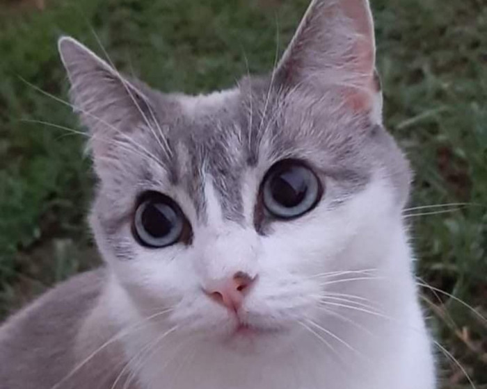 America's Favorite Pet