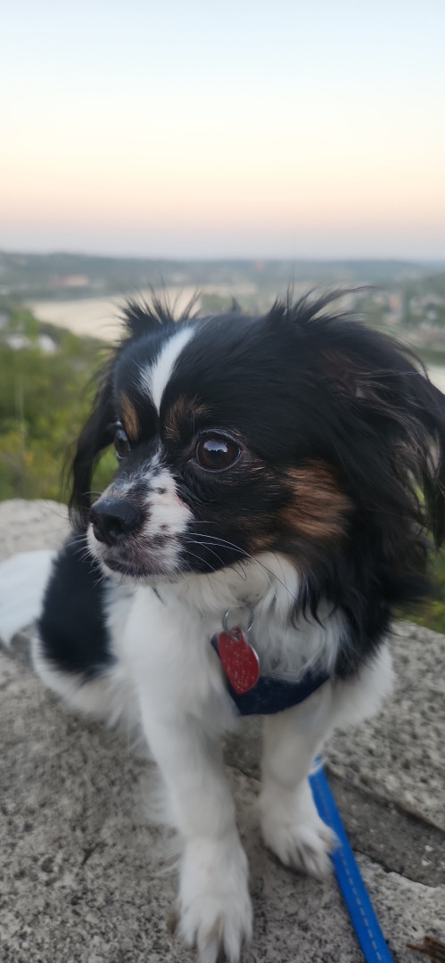 Stitch | America's Favorite Pet