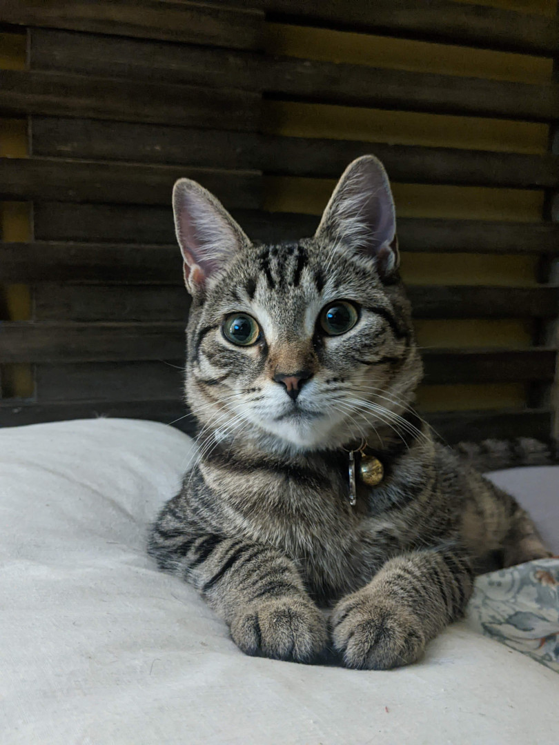 Sage | America's Favorite Pet