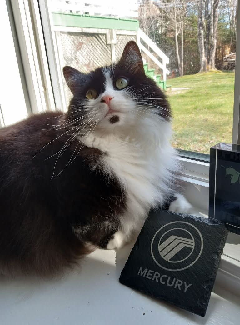 Priscilla | America's Favorite Pet