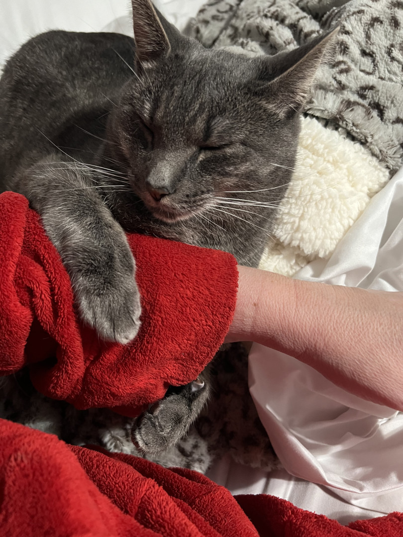 Simba | America's Favorite Pet