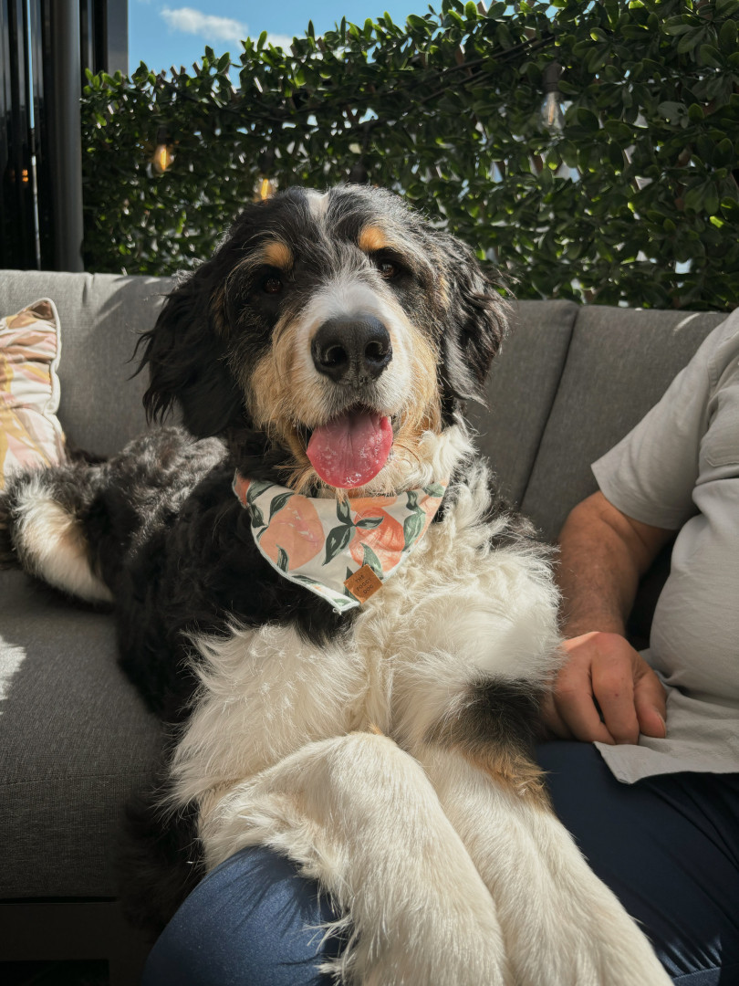 Bruce | America's Favorite Pet