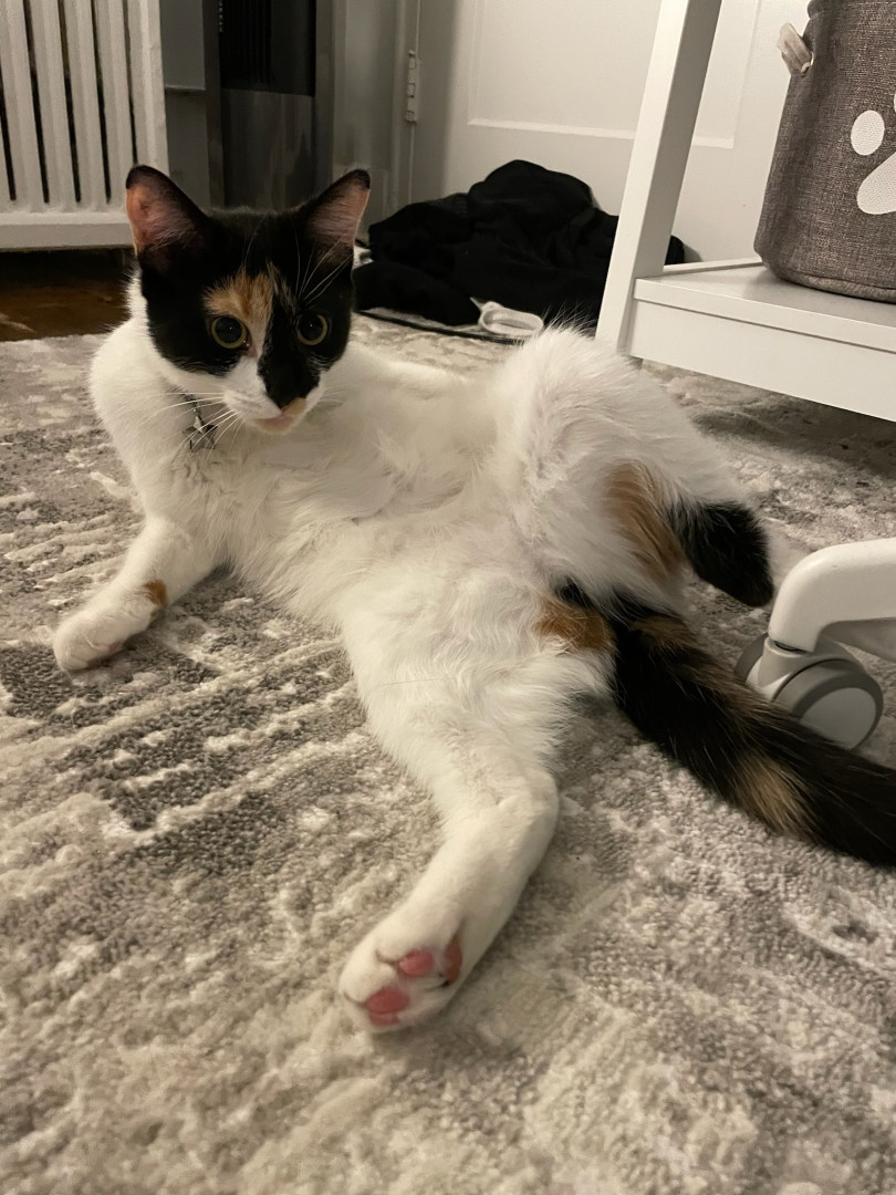 ellie | America's Favorite Pet