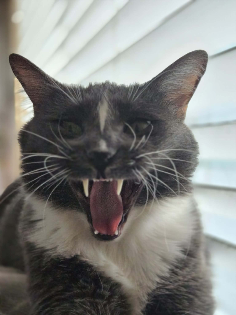 Molly | America's Favorite Pet