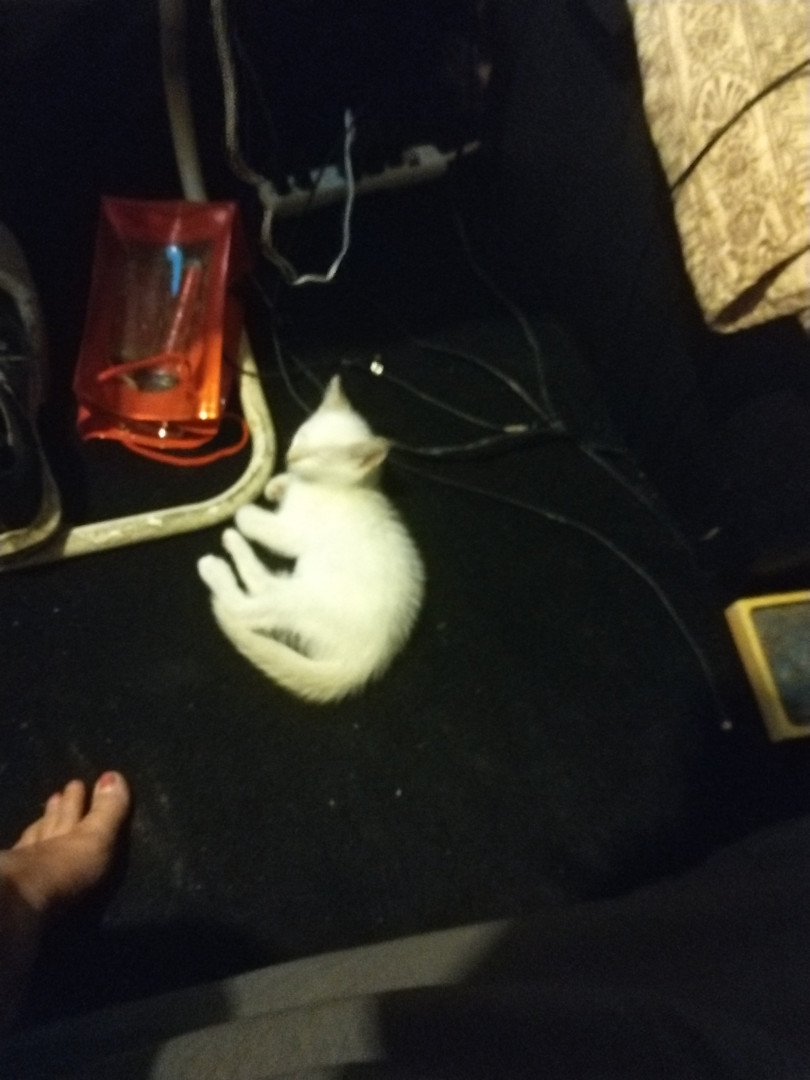 Chester | America's Favorite Pet