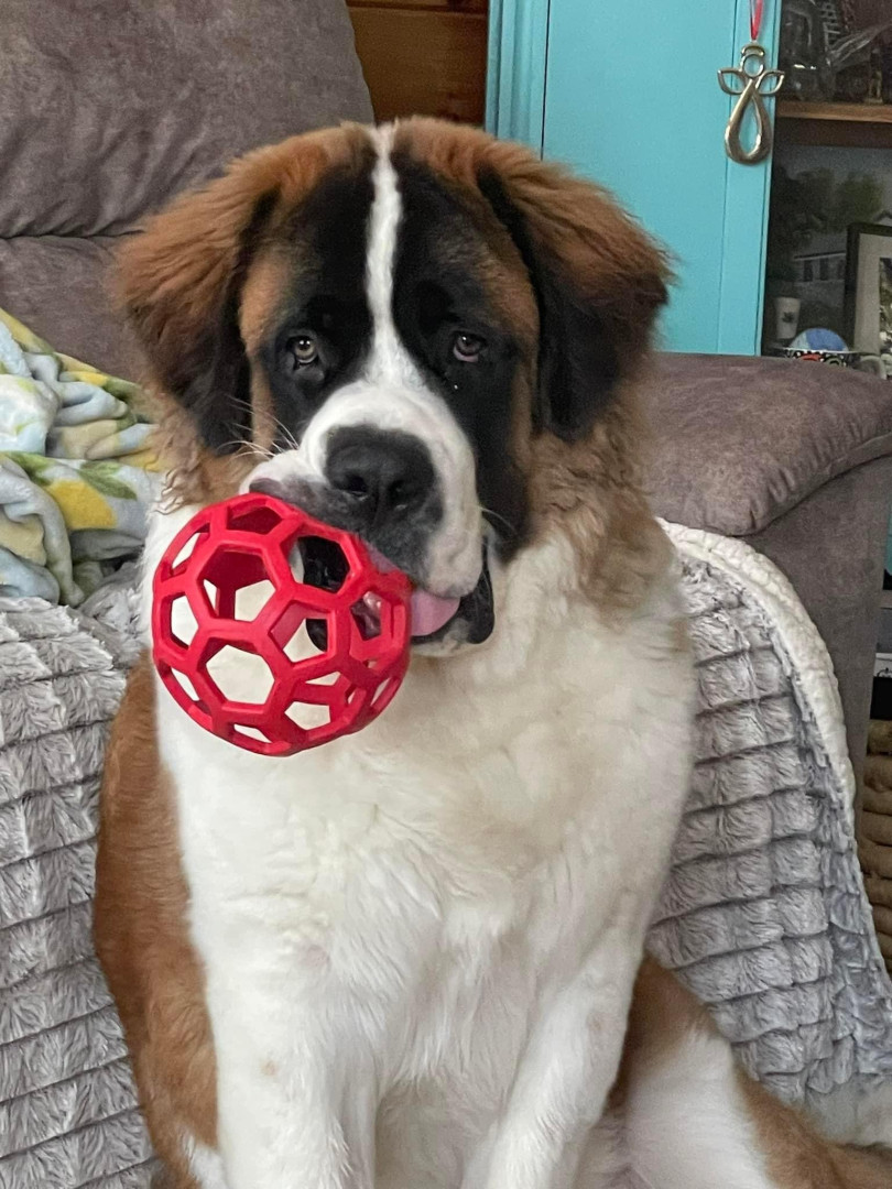 Maximus | America's Favorite Pet