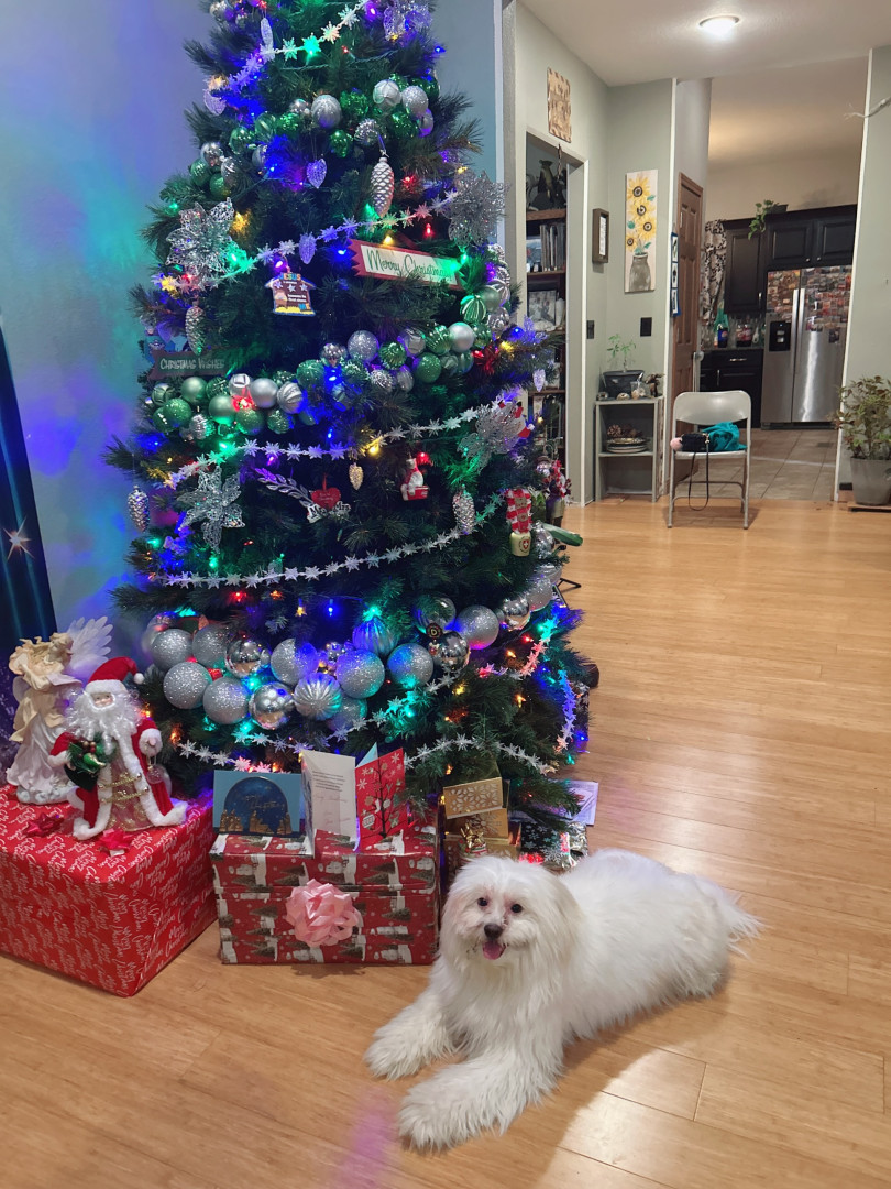 Blessing | America's Favorite Pet