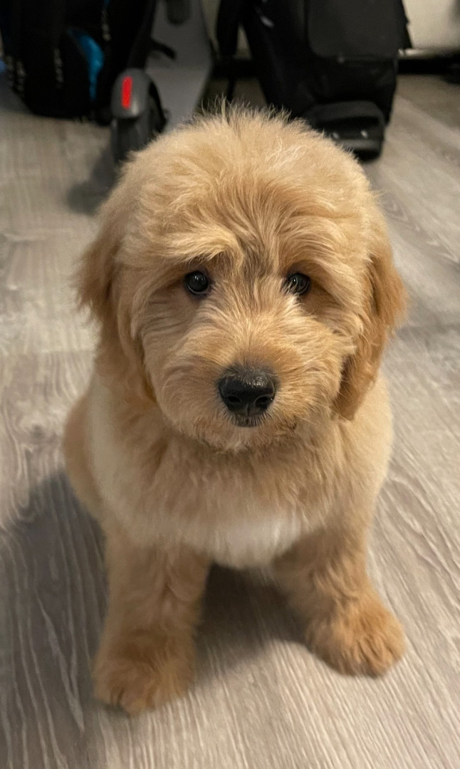 Murphy | America's Favorite Pet